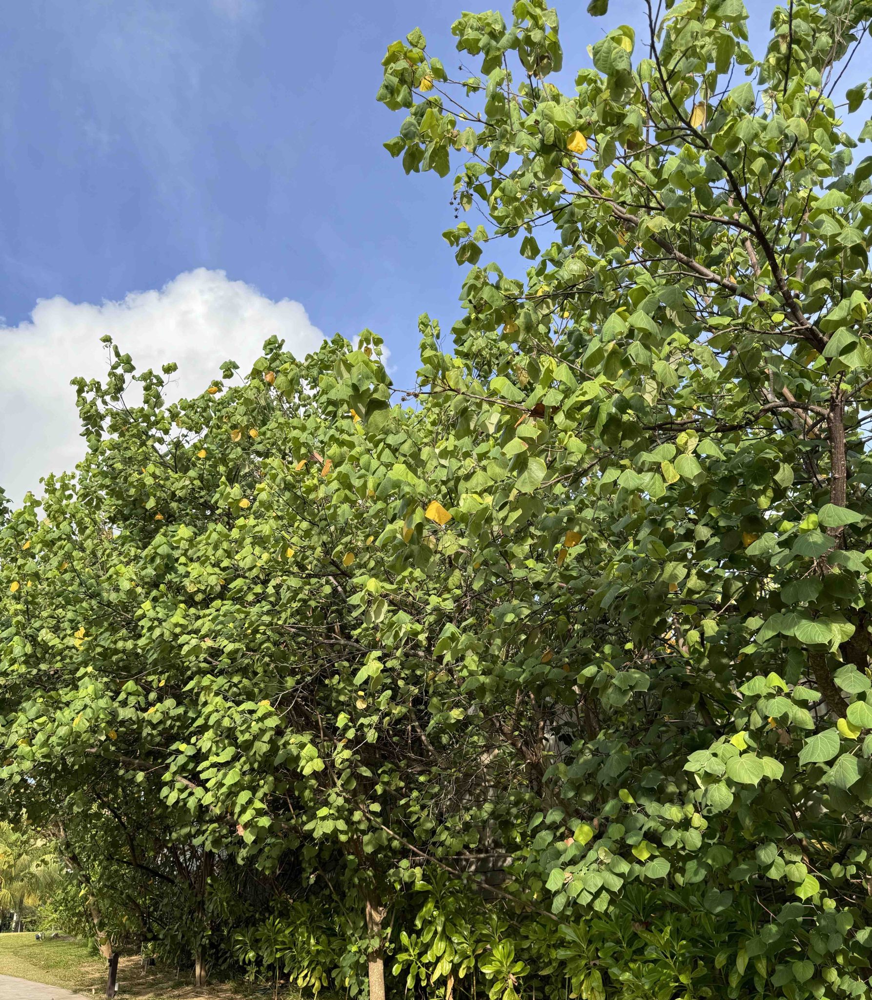 Ultimate Guide to Desaru Coast in Malaysia - Everything You Need to Know